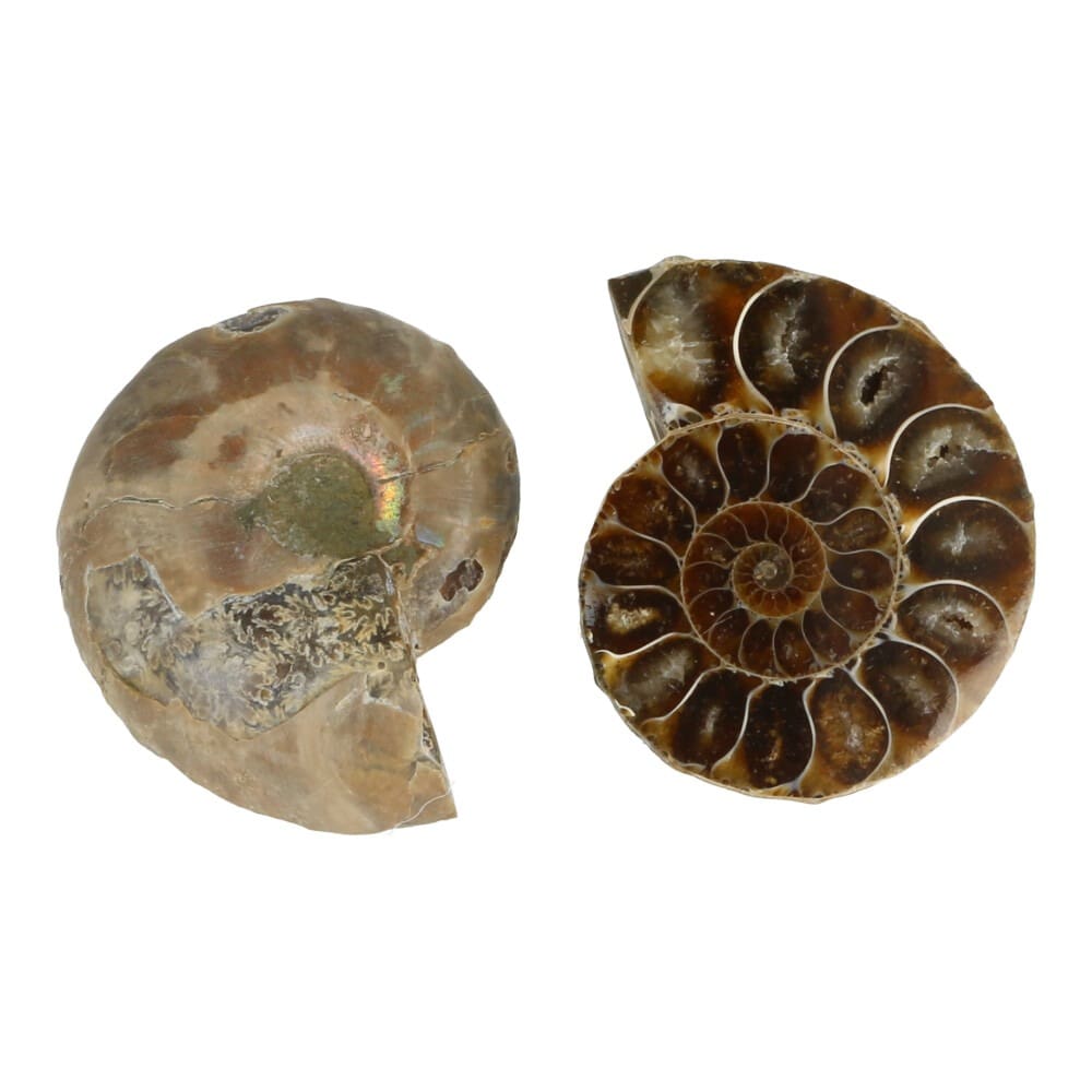 Ammoniet paren 4-5cm kopen? - Blije Boeddha edelstenen heeft het