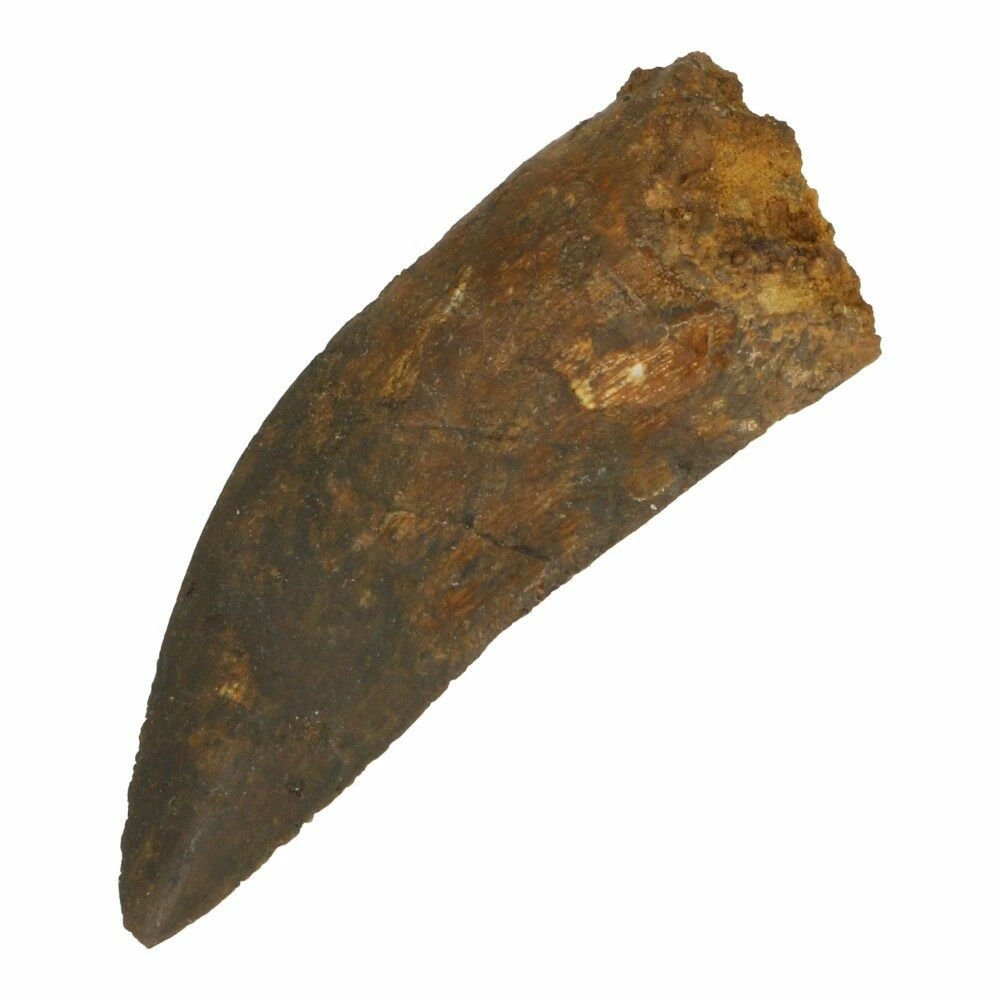 Spinosaurus tand "nr2" - Blije Boeddha